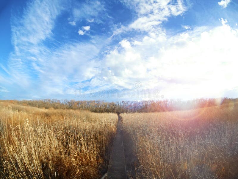 Colorful marshy terrain stock image. Image of reed, cane - 115222249