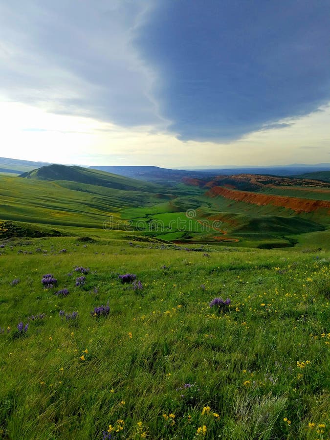 Colorful Meadow Fields stock image. Image of meadow, wildflowers - 94050221