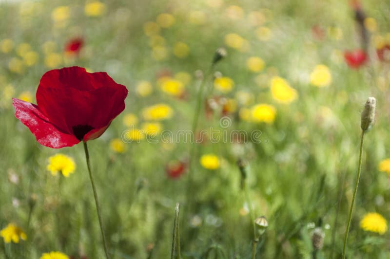 The Colorful Meadow in the Spring, Red Poppy Stock Image - Image of ...