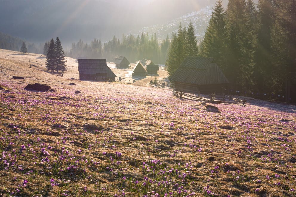 Beautiful Spring Sunrise in Chocholowska Valley, Polish Tatra Mountains ...