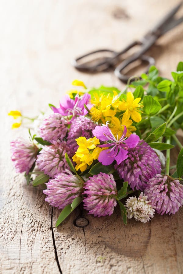 Colorful Medical Flowers and Herbs Stock Image - Image of trefoil ...