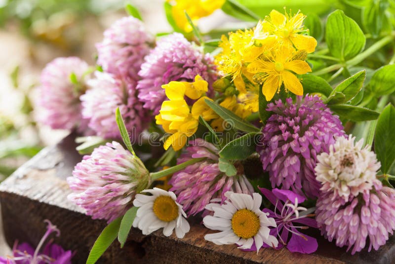 Colorful Medical Flowers and Herbs Stock Image - Image of wooden ...