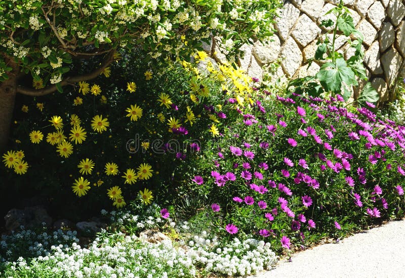 Colorful Mediterranean Decorative Flowering Spring Plants in Front of ...
