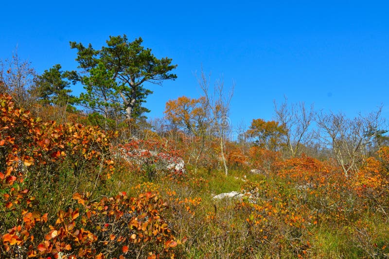 Colorful Mediterranean Forest with a Pine Tree and Orange Colored Smoke ...