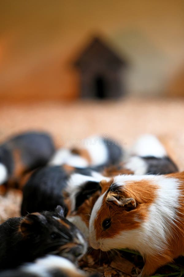 Colorful Mice are Playing on the Cage Stock Photo - Image of playful ...