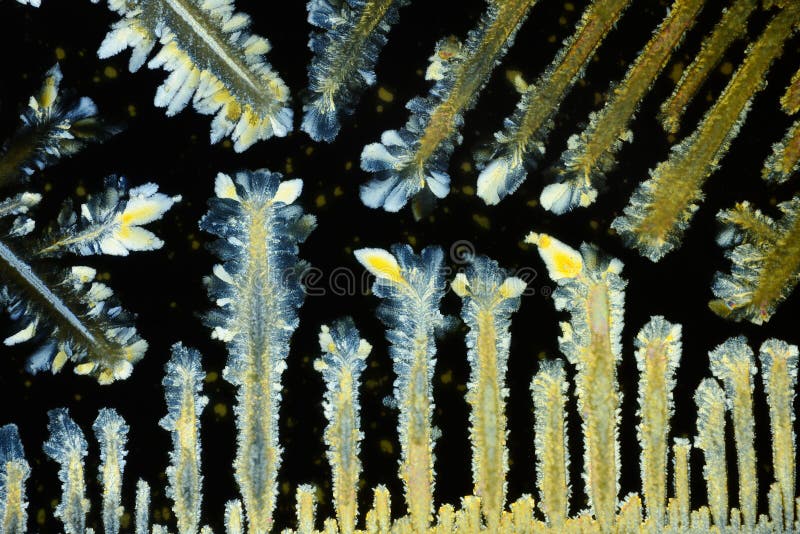 Colorful Micro Crystals in Polarized Light Stock Photo - Image of light ...
