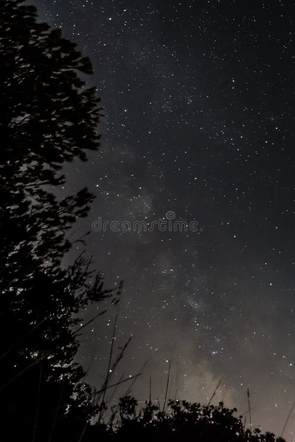 Colorful Milky Way with Many Stars with Trees in Foreground Stock Image ...