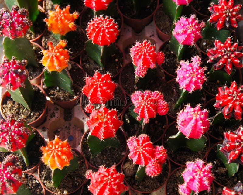 Mini Cactus Ornamental Plant Stock Image - Image of flower, herb: 251006179