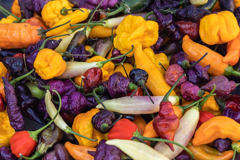 Colorful Mix of Different Peppers Stored in a Container Stock Image ...