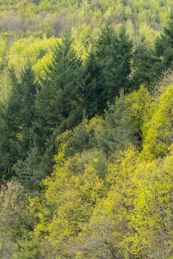 Colorful Mixed Forest Background Stock Image - Image of scenery, light ...