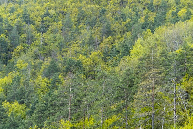 Colorful Mixed Forest Background Stock Image - Image of outdoors, plant ...