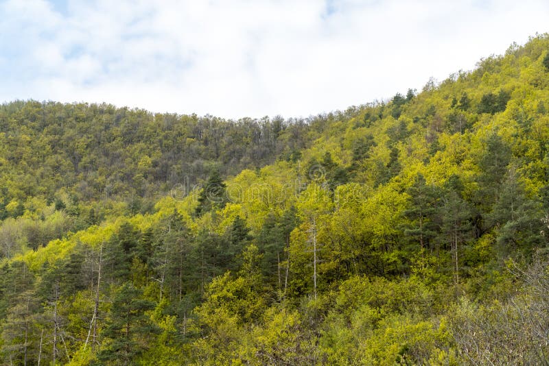 Colorful Mixed Forest Background Stock Image - Image of scenery ...