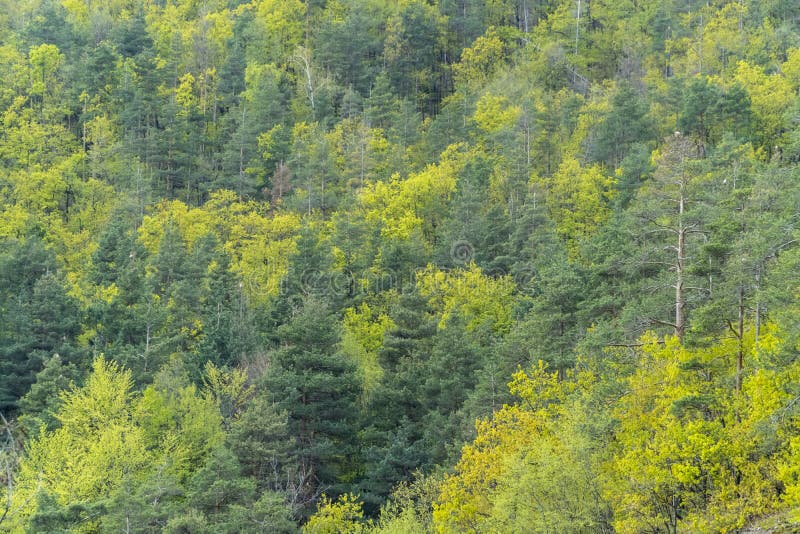 Colorful Mixed Forest Background Stock Image - Image of mixed ...