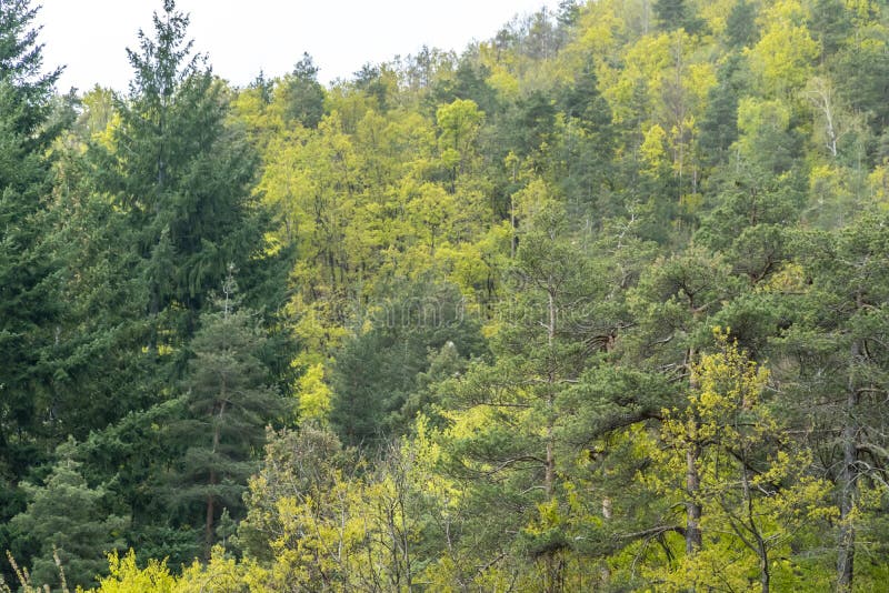 Colorful Mixed Forest Background Stock Image - Image of season, brown ...