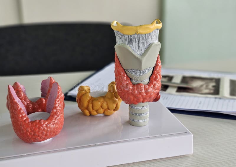Colorful Models of the Thyroid Gland are Arranged on a Table for Educational Purposes Stock ...