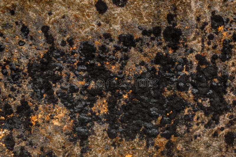 Colorful Mold, Fungus on a Rock, Abstract Nature Background Stock Image ...