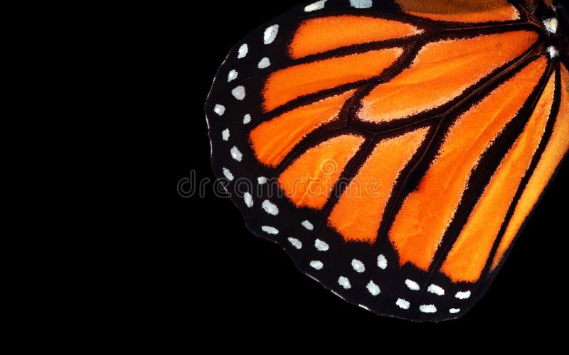 Colorful Monarch Butterfly Wing Isolated on Black. Tropical Butterfly ...