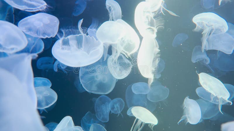 Colorful Moon Jellyfish Moving Underwater. Light Reflection in Water ...