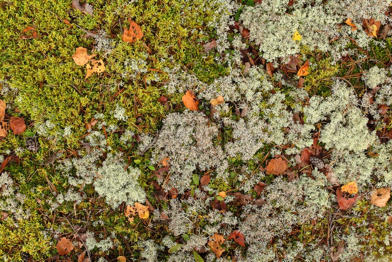 Colorful Moss Background - Polytrichum Formosum. at the Forest Floor ...