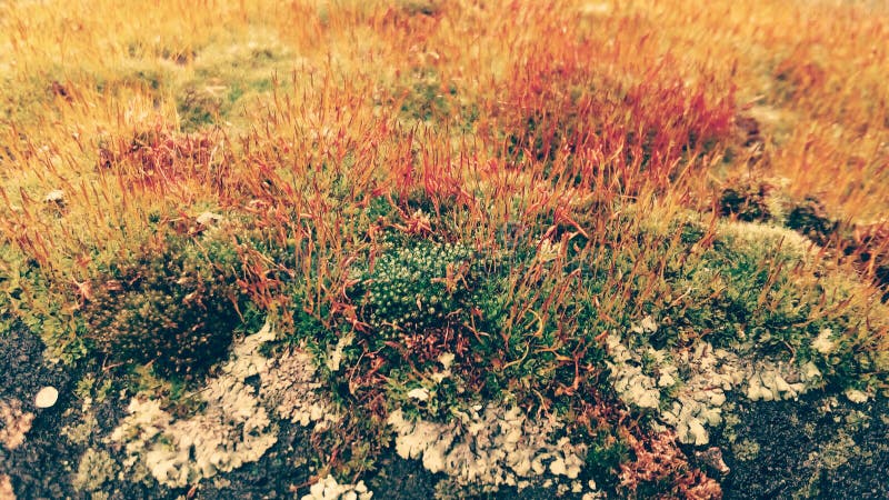 Colorful Moss Detail in Forest Stock Photo - Image of filter, colorful ...