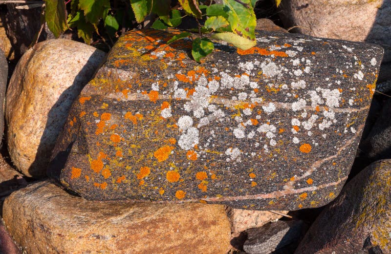 Colorful Moss on a Granite Rock Stock Image - Image of green, stone ...