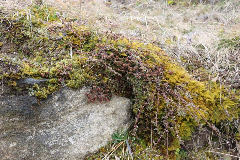 Colorful Moss Grows on a Stone. Stock Image - Image of yellow, stone ...