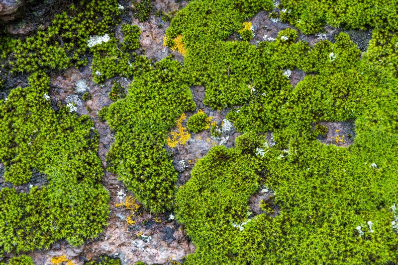Colorful moss on the rock stock photo. Image of highlands - 178874338