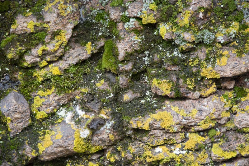 Colorful moss on the rock stock image. Image of orange - 179413389