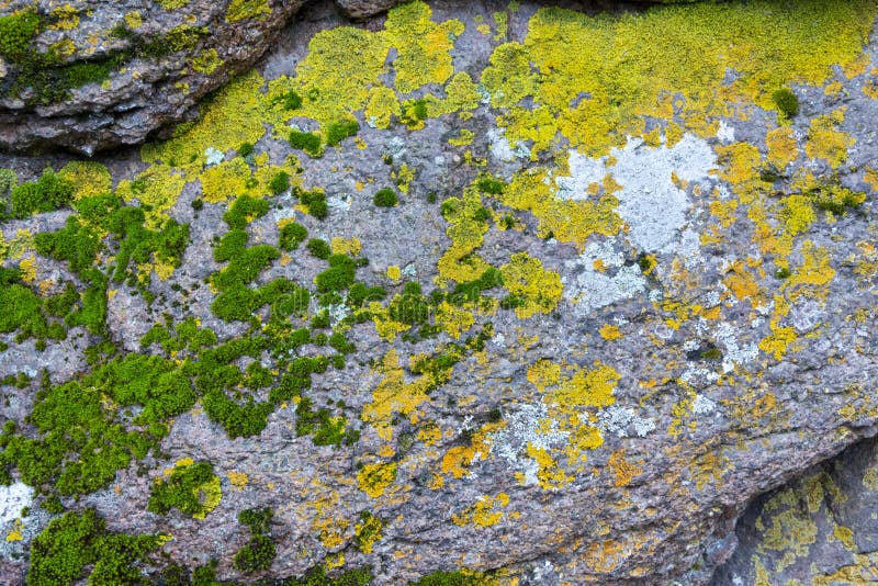 Colorful moss on the rock stock image. Image of clear - 181469933