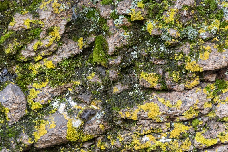 Colorful moss on the rock stock image. Image of creek - 191504021
