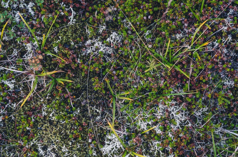 Colorful moss textures stock image. Image of natural - 61370413