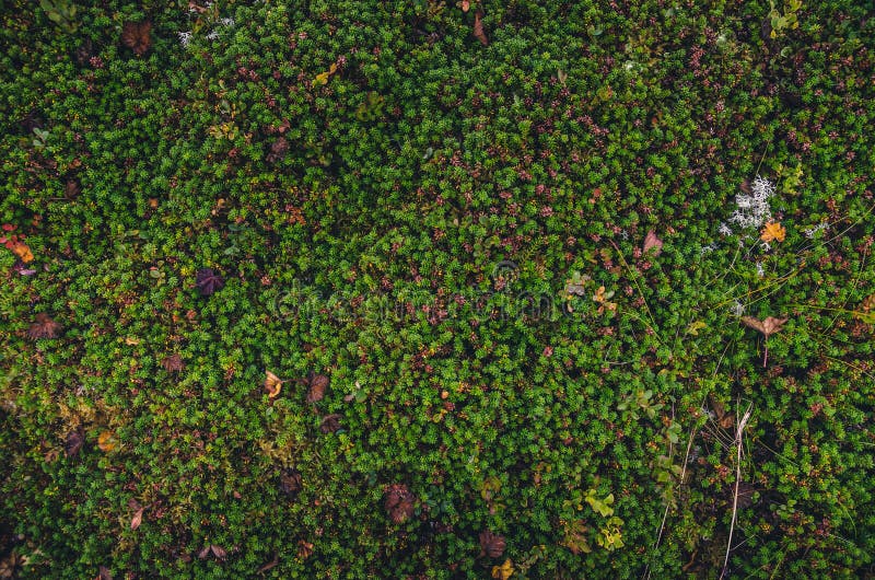 Colorful moss textures stock image. Image of forest, natural - 61371451