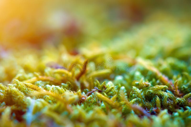 Colorful Moss Vegetation Close-up Macro Stock Image - Image of season ...