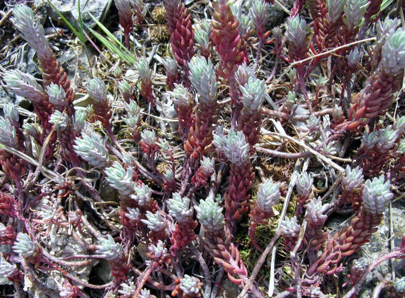 Colorful mosses stock photo. Image of colorful, botany - 22283654