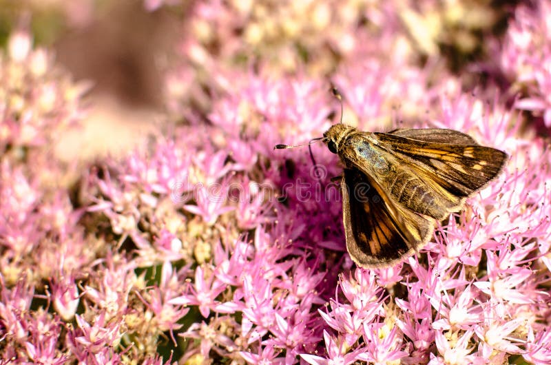 Colorful Moth on Pink Flowers Stock Photo - Image of moth, wing: 43220552