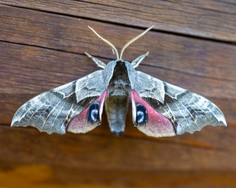 Colorful Moth stock image. Image of macro, moth, butterfly - 25822543