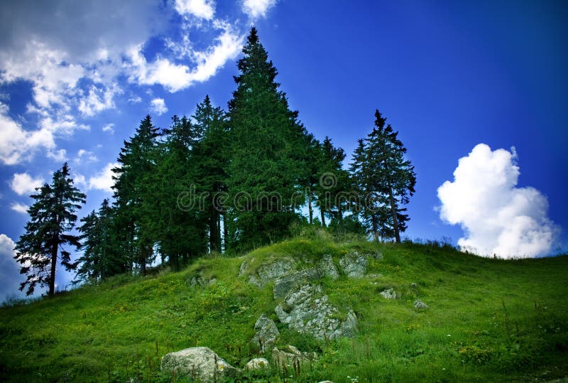 Colorful Mountain Landscape - Fir Trees and Sky Stock Photo - Image of ...