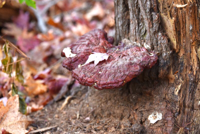 Colorful Mushroom on Base of Tree Stock Image - Image of nature, bark ...