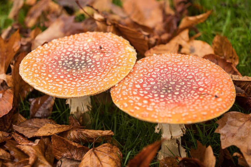 Colorful Mushrooms Picture. Image: 86300428