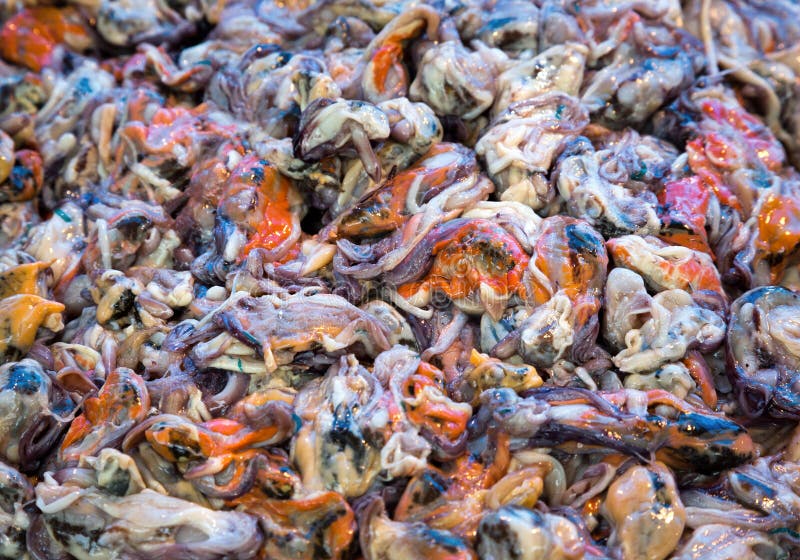 Colorful mussel meat. stock image. Image of mussel, prawns - 295544695