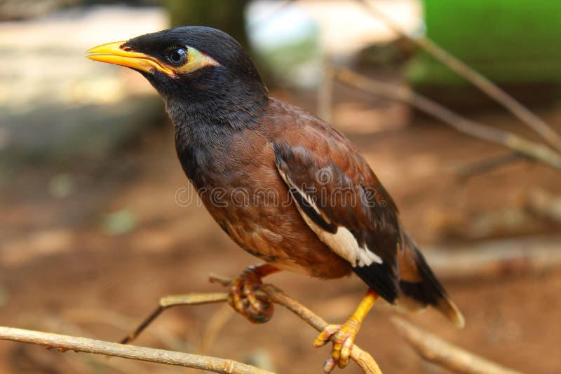 Moina Stock Photos - Free & Royalty-Free Stock Photos from Dreamstime