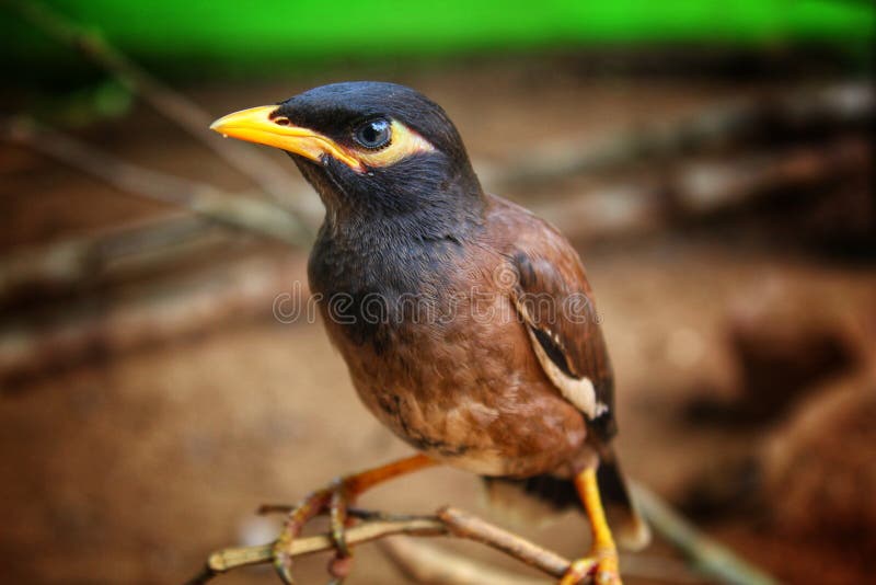 Colorful Myna Bird Wallpaper Stock Photo - Image of shorebird, finch ...