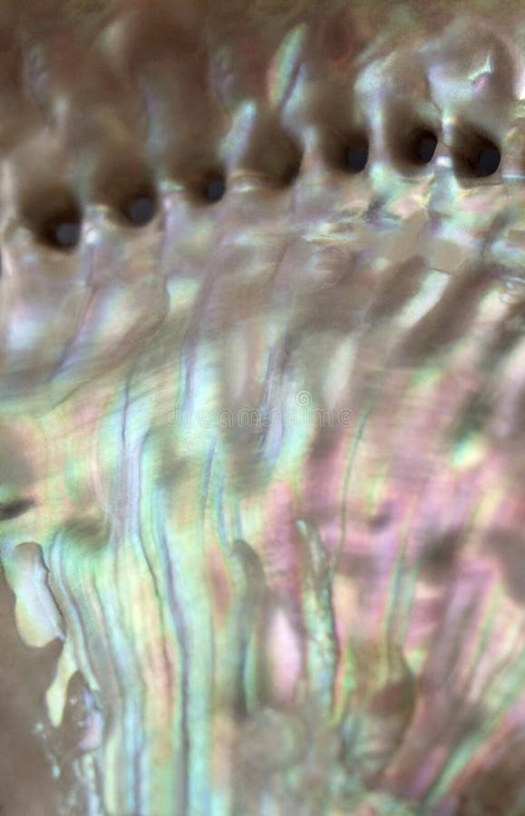 Colorful nacre closeup stock image. Image of colorful - 24792157