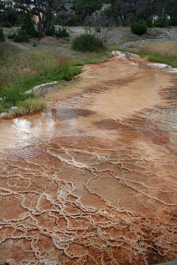 Bleeding rock stock photo. Image of nature, outside, tranquil - 11017022