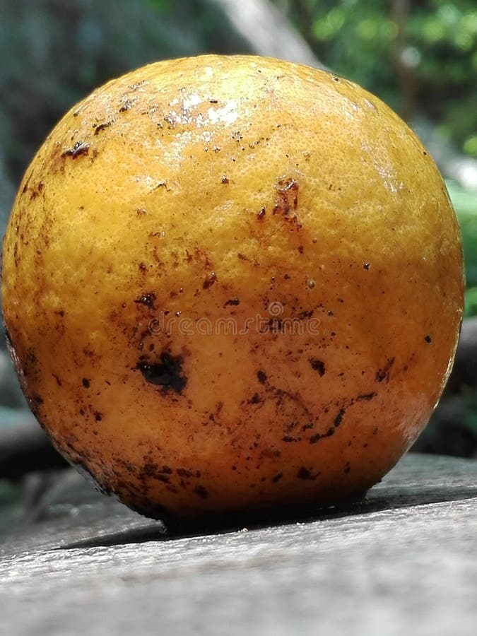 Colorful Natural Yellow Orange Stock Photo - Image of yellow, natural ...