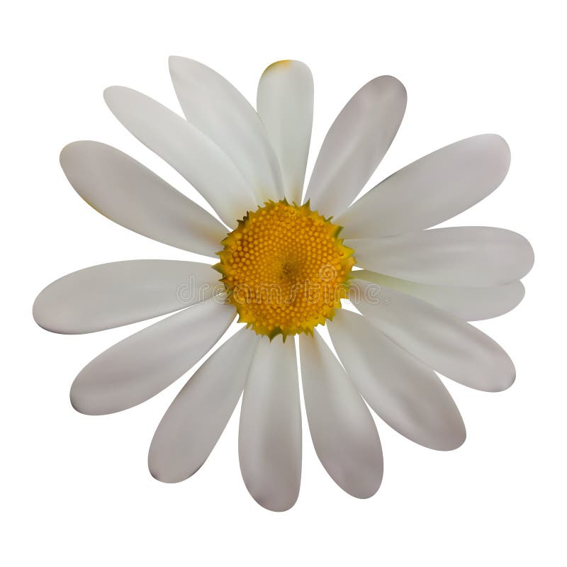 Colorful Naturalistic Beautiful Chamomile on White Background. V Stock ...