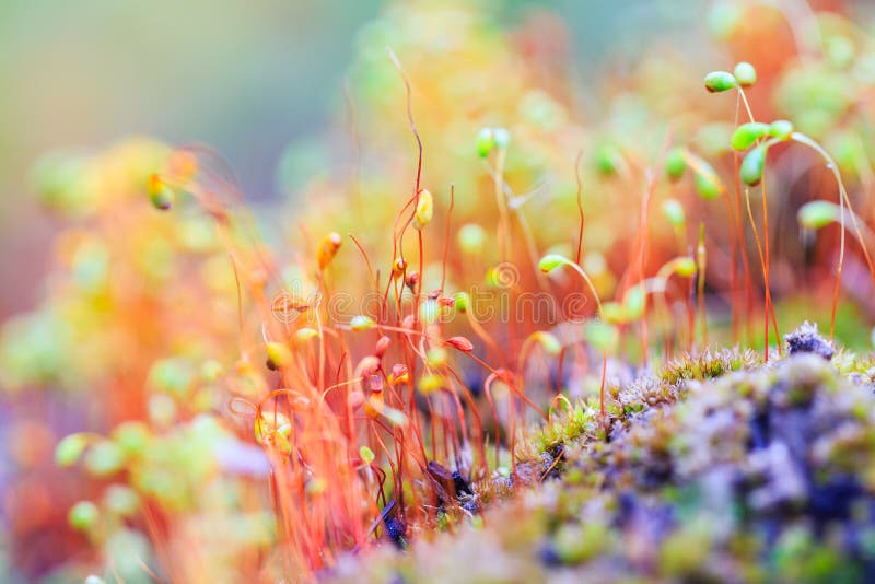 Macro moss meadow stock photo. Image of raindrop, rock - 67952330