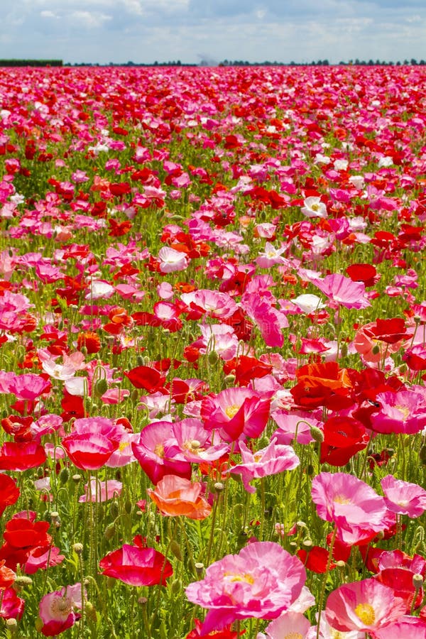 Colorful Nature Background, Poppy Fields with White, Pink and Red Poppy ... Colorful Nature Background, Poppy Fields with White, Pink and Red Poppy ...