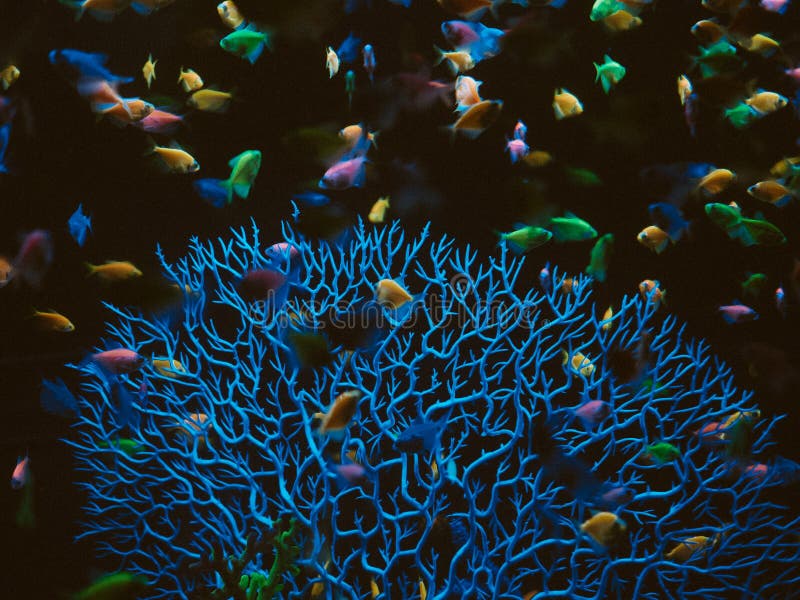 Colorful Neon Fish ðŸ Ÿ Ocean Life Stock Photo - Image of organism ...