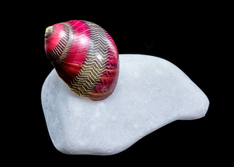 Colorful Nerite Shell on White Stone Stock Image - Image of exotic ...
